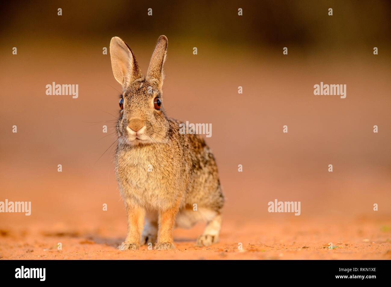 American Desert Hare Stock Photos & American Desert Hare Stock Images ...
