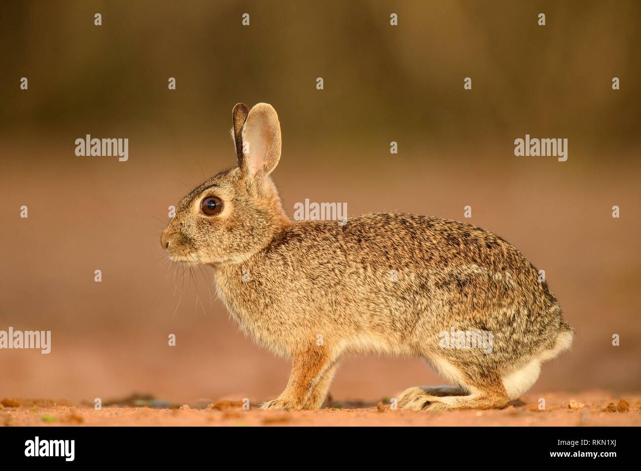 American desert hare hi-res stock photography and images - Alamy