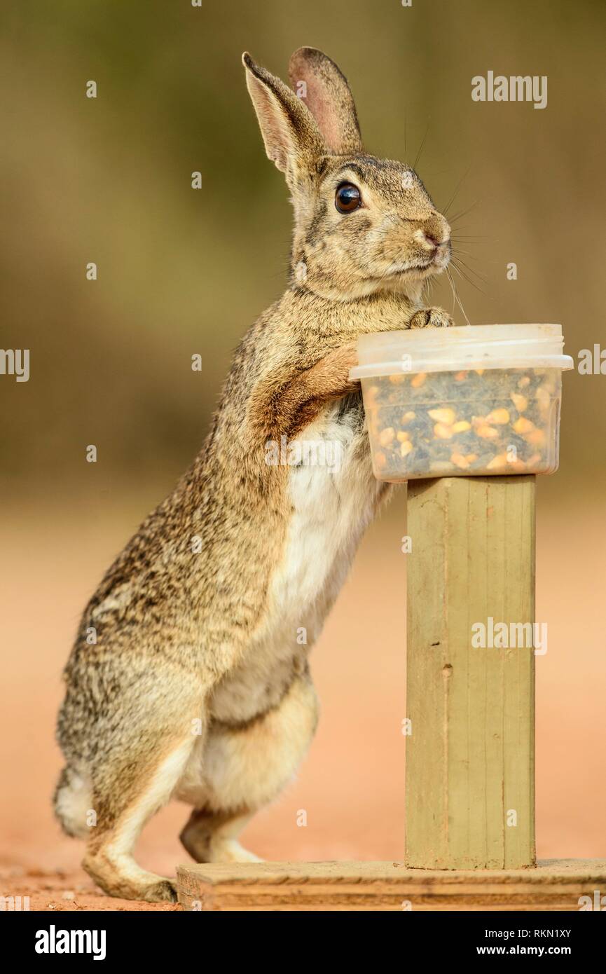 Cottontail hi-res stock photography and images - Alamy
