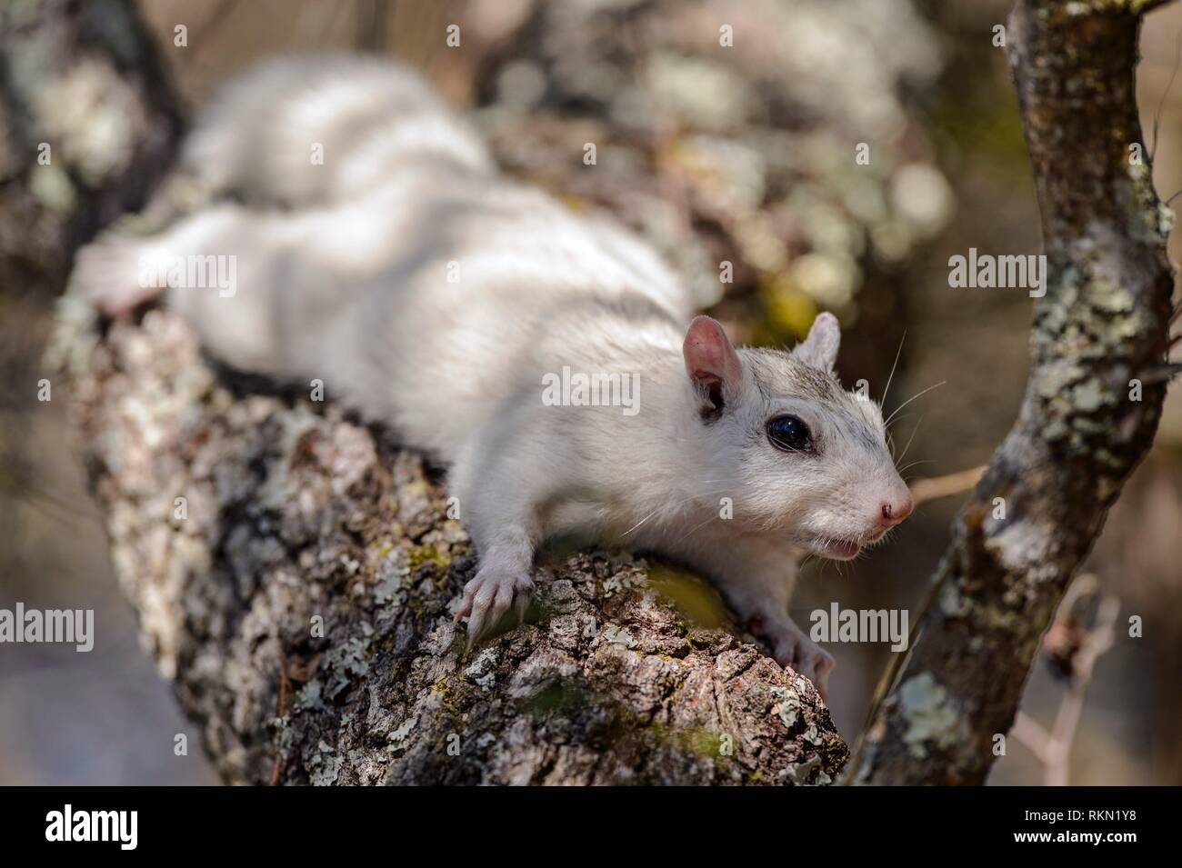 White river state park hi-res stock photography and images - Alamy