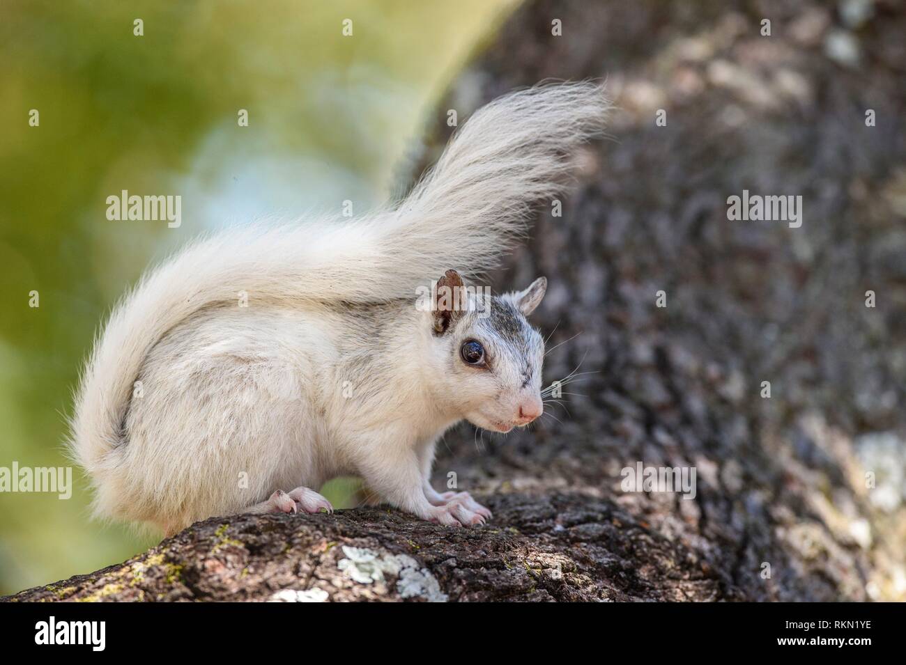 Adult white morph hi-res stock photography and images - Alamy