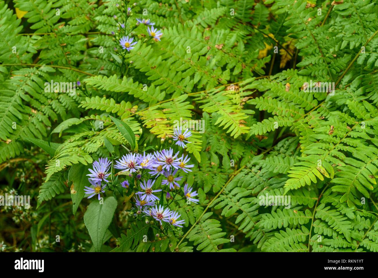 Aster flowering plant hi-res stock photography and images - Alamy