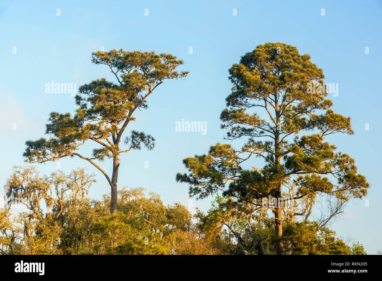 Loblolly pine pinus taeda hi-res stock photography and images - Alamy