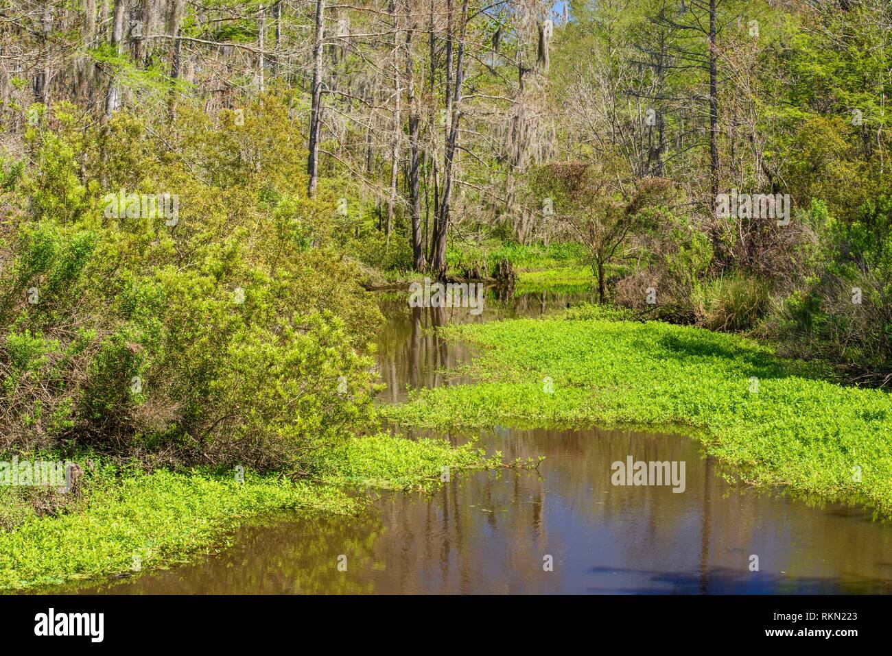 Louisiana bayou people hi-res stock photography and images - Alamy