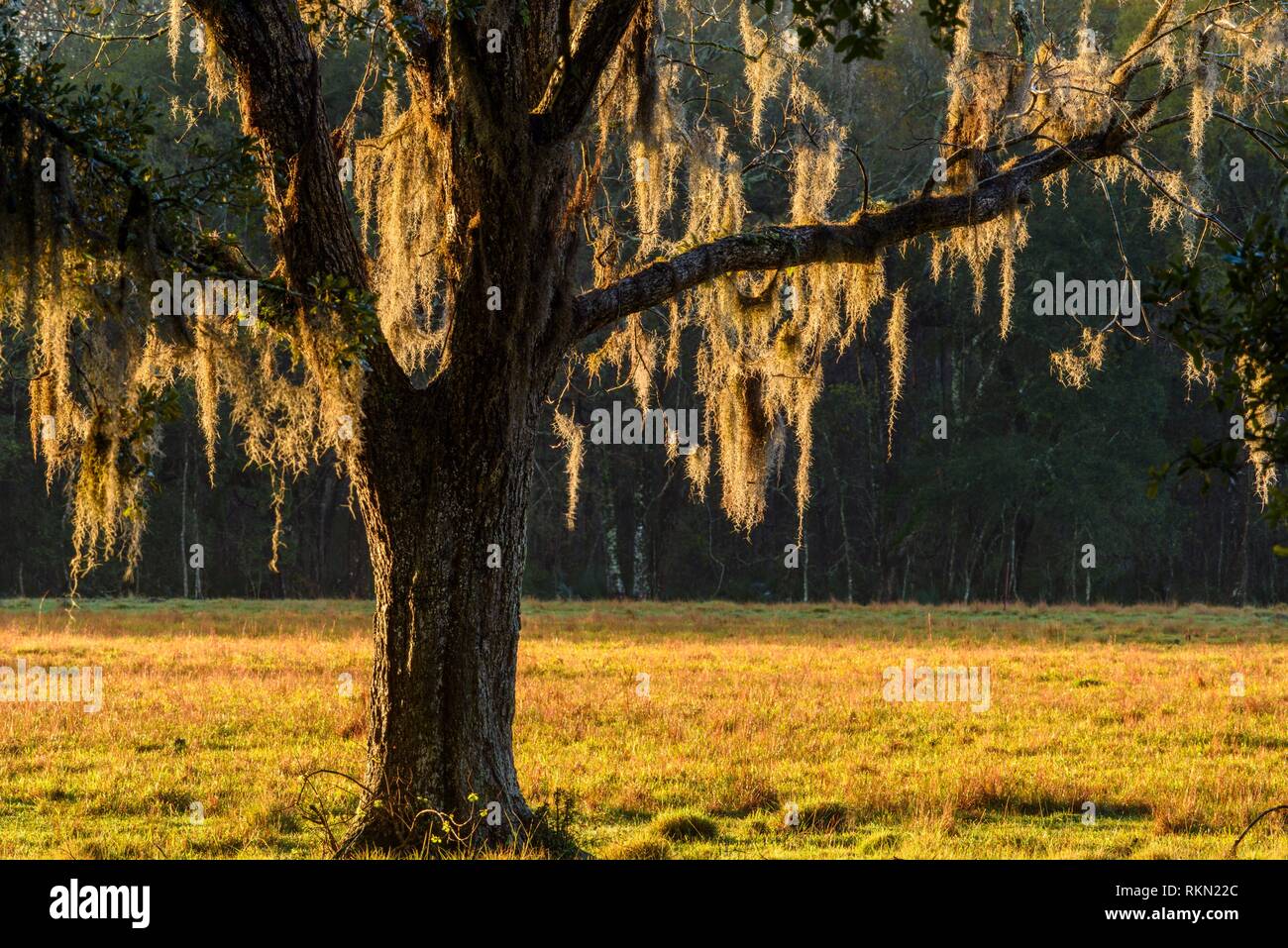 Oak with spanish moss hi-res stock photography and images - Alamy