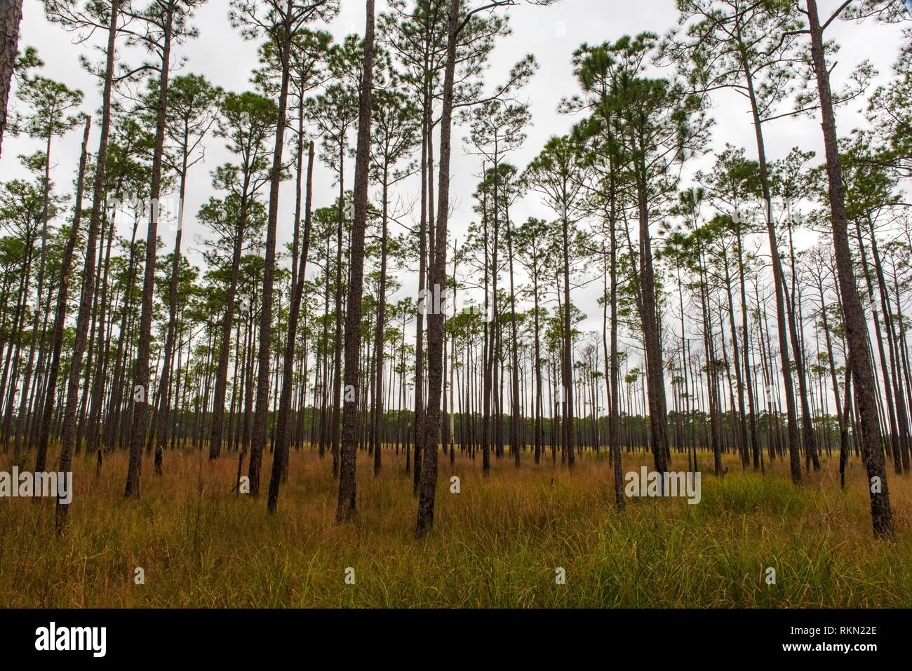Big branch marsh national wildlife refuge hi-res stock photography and ...
