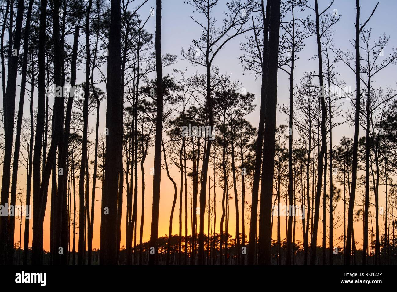 Southern slash pine hi-res stock photography and images - Alamy