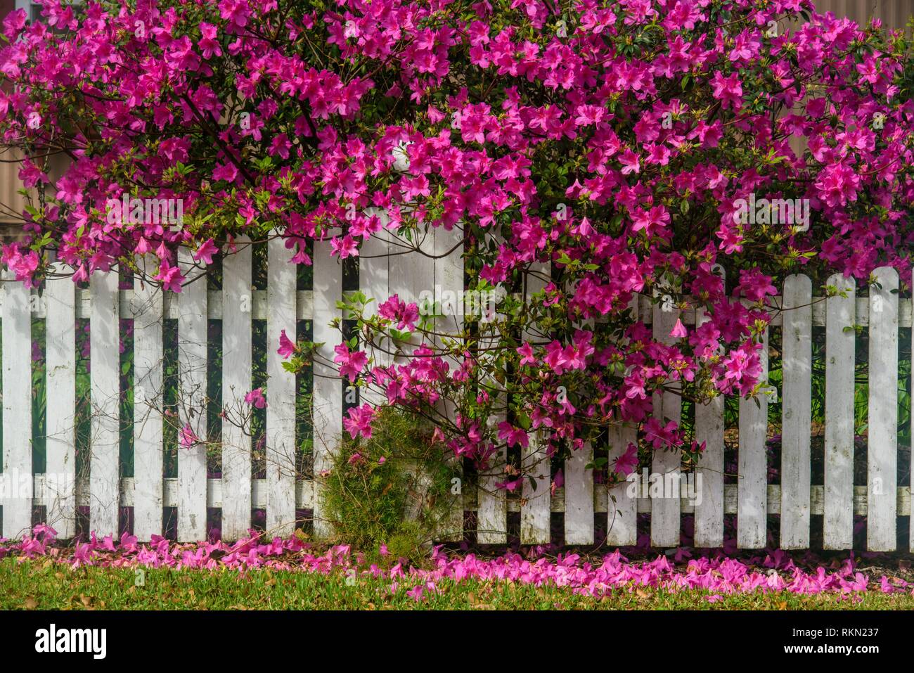 White flowering shrub at the garden fence hi-res stock photography and ...