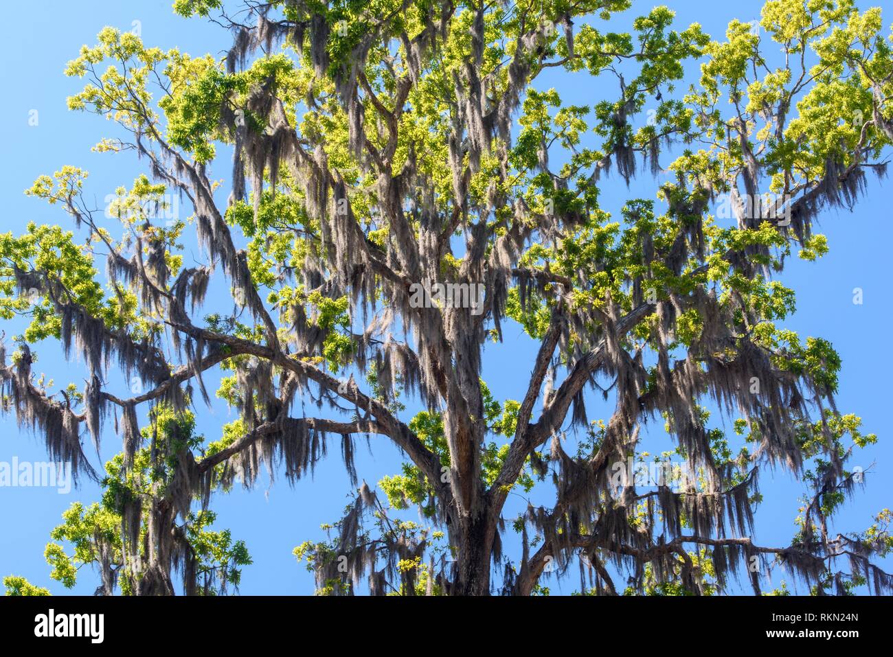 Spanish moss live oak tree florida hi-res stock photography and images ...