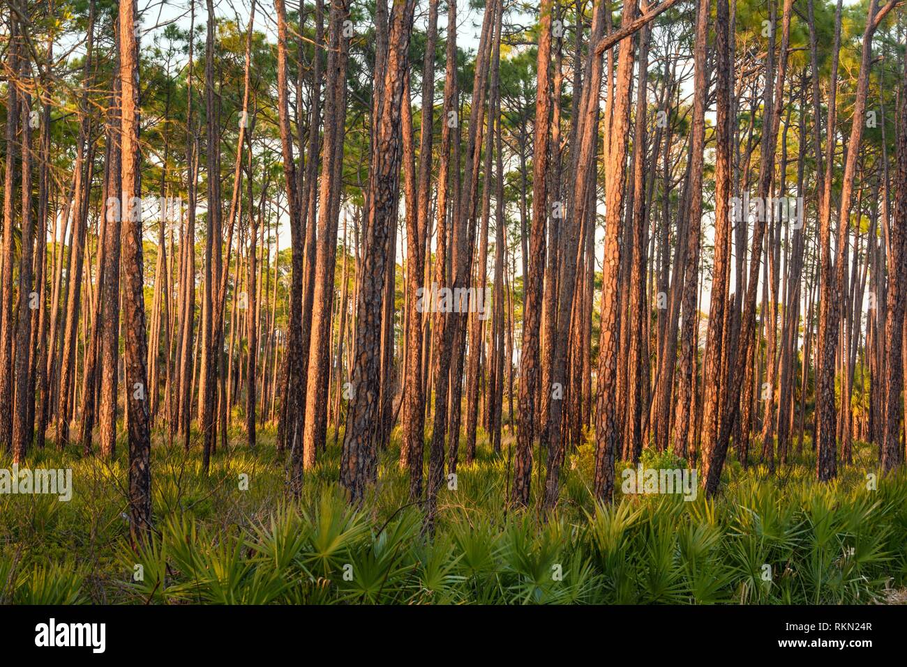 Florida pine flatwoods hi-res stock photography and images - Alamy
