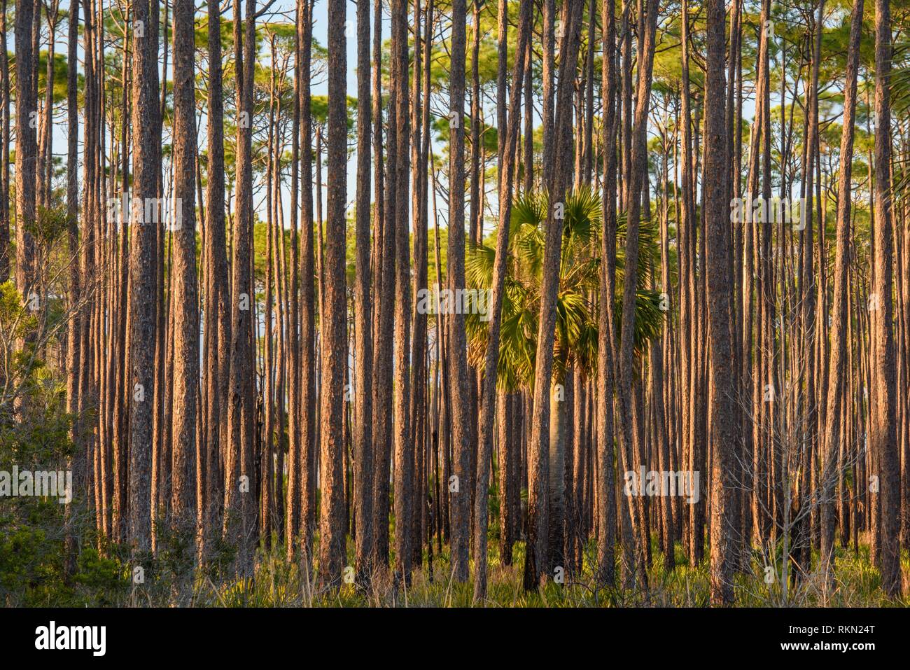 Longleaf pine ecosystem hi-res stock photography and images - Alamy