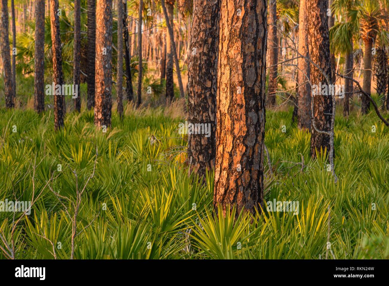 Florida palmetto pine forest hi-res stock photography and images - Alamy