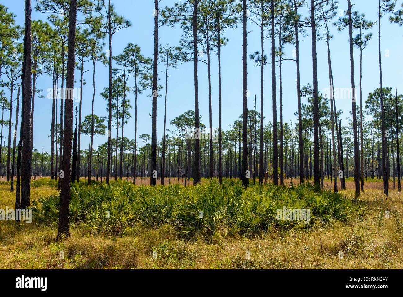 Florida palmetto pine forest hi-res stock photography and images - Alamy