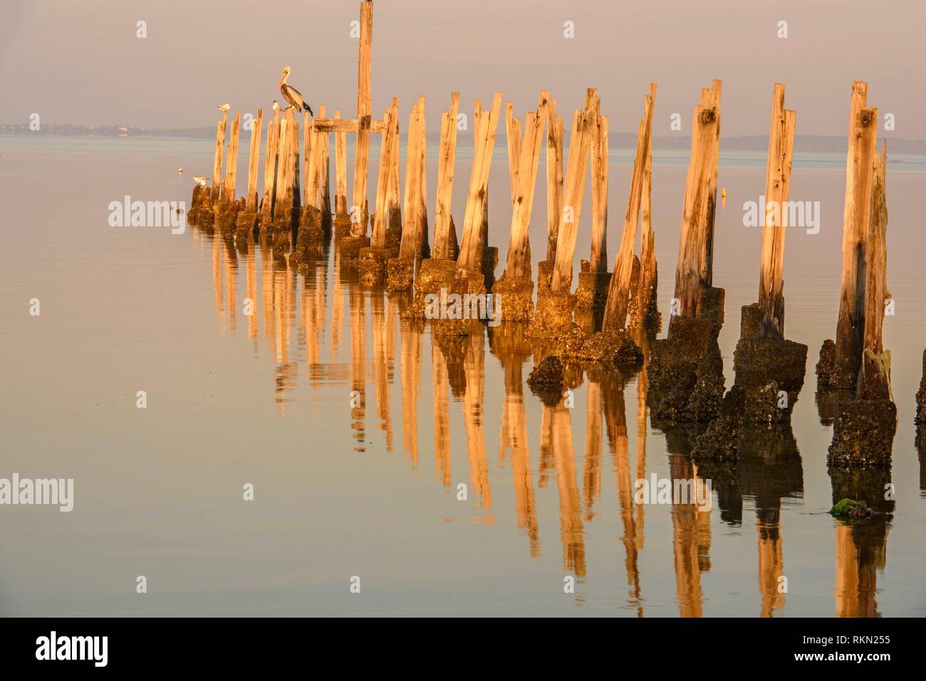 Pilings in St. Marks River at dawn at low tide, St. Marks NWR, Florida ...
