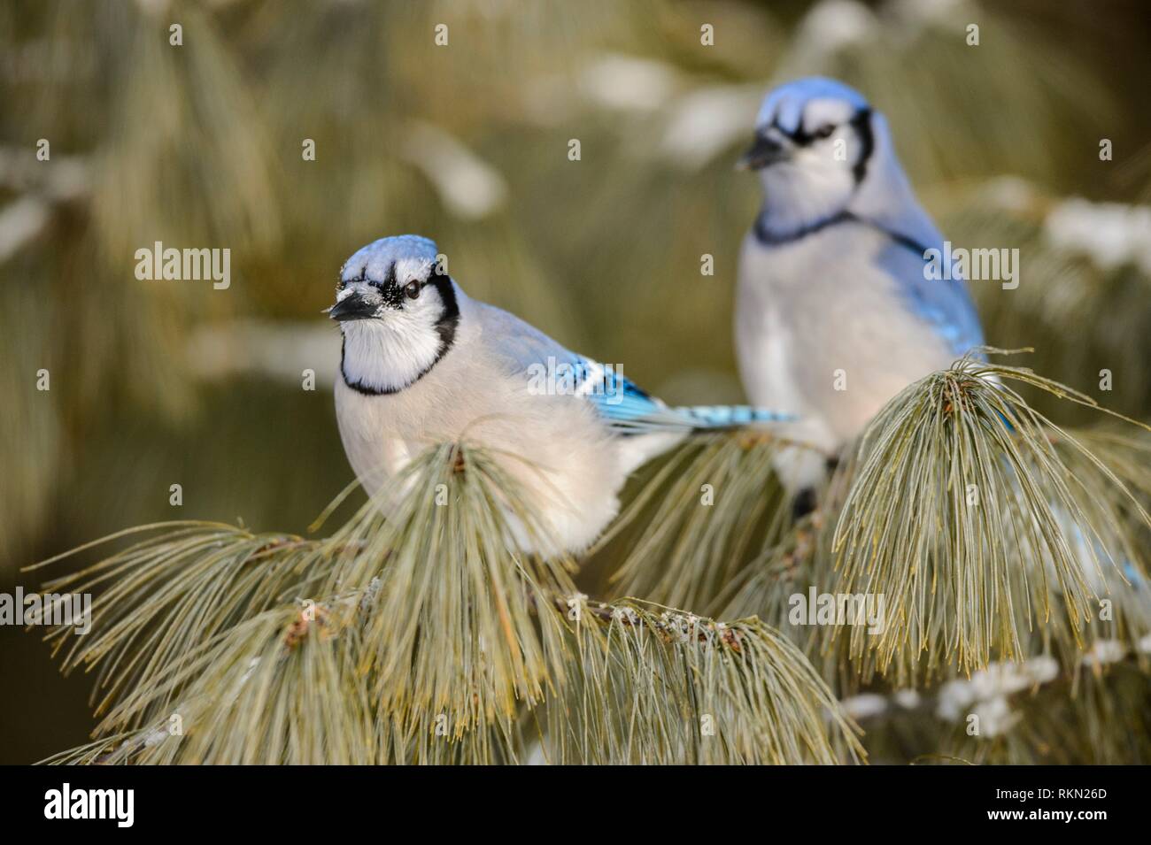 Canada boreal forest bird hi-res stock photography and images - Alamy