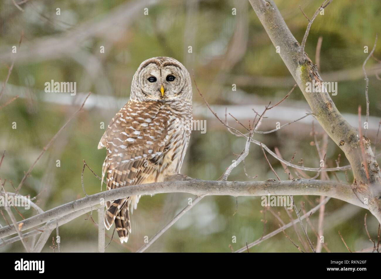 Species Of Owl Native To Ontario High Resolution Stock Photography and ...