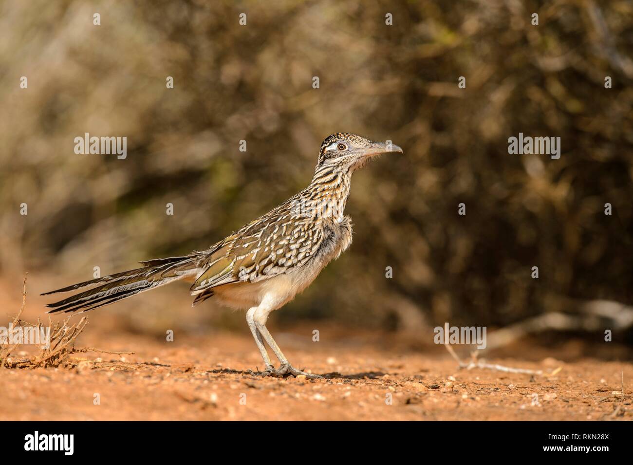Observant animal High Resolution Stock Photography and Images - Alamy