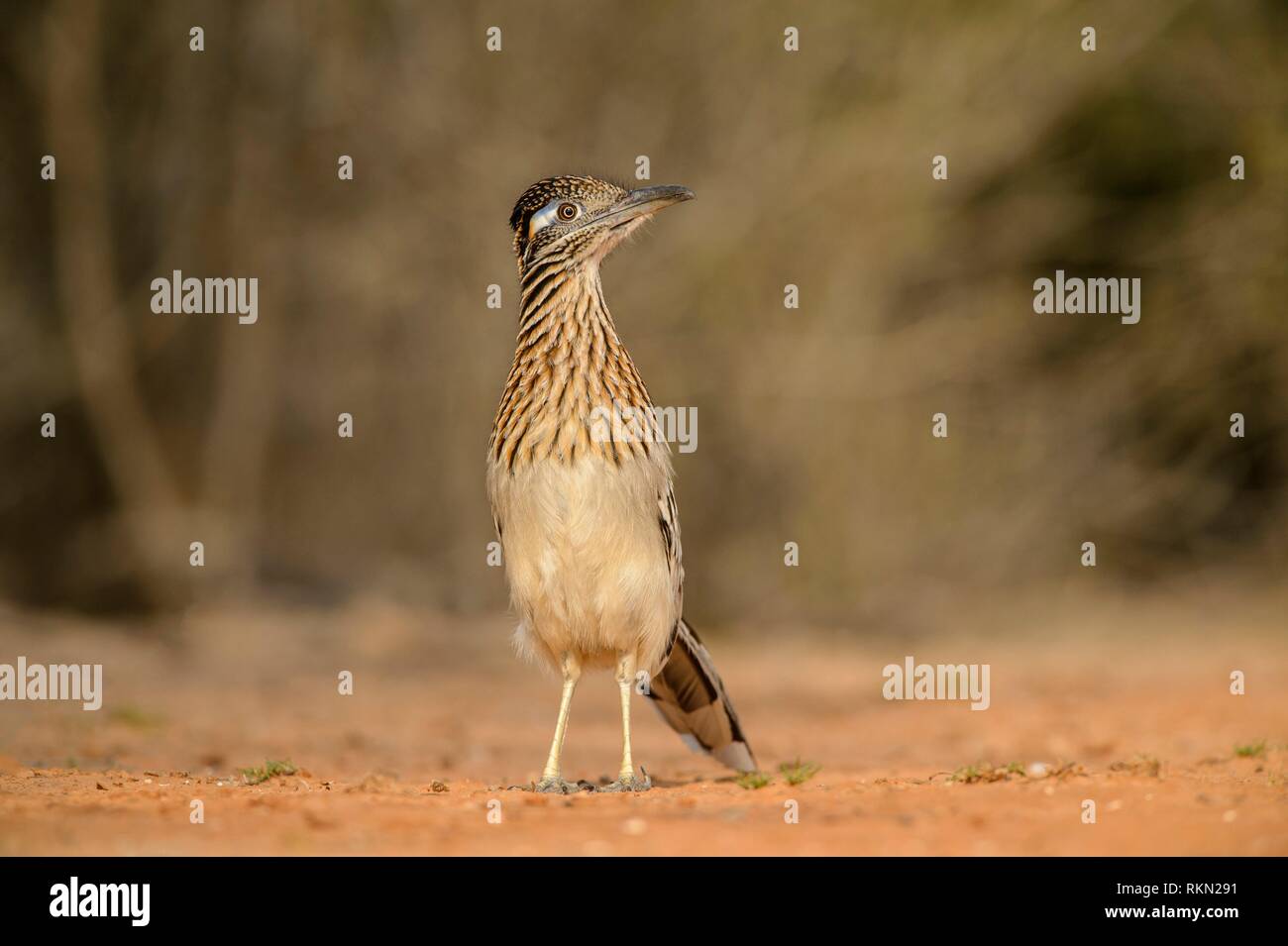 Observant animal High Resolution Stock Photography and Images - Alamy