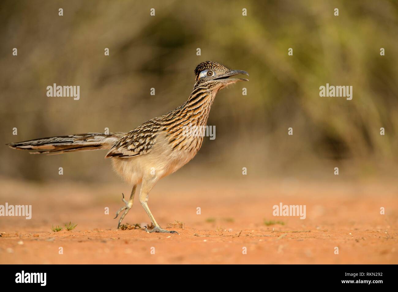 Observant animal hi-res stock photography and images - Alamy