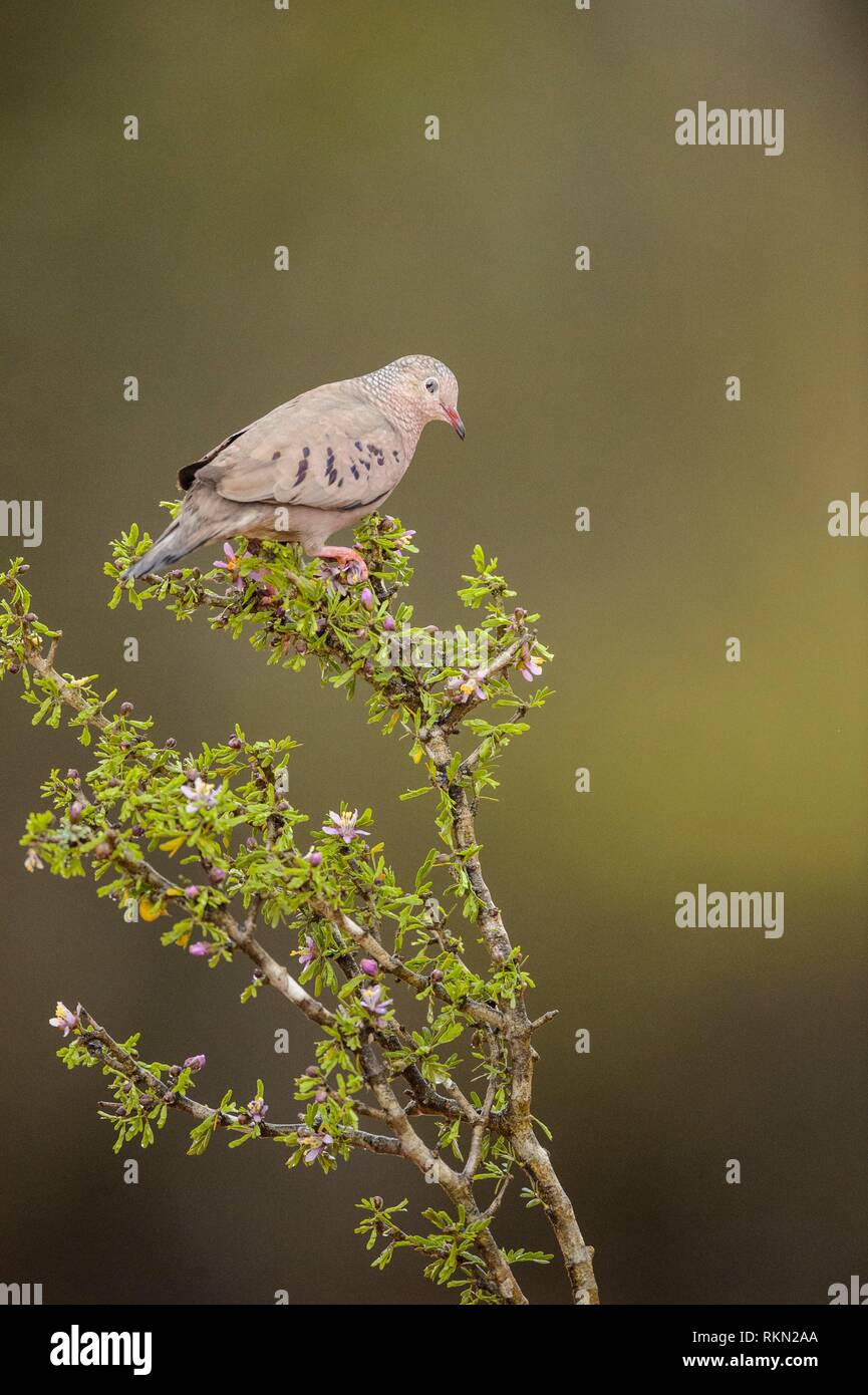 Columbina passerina hi-res stock photography and images - Alamy