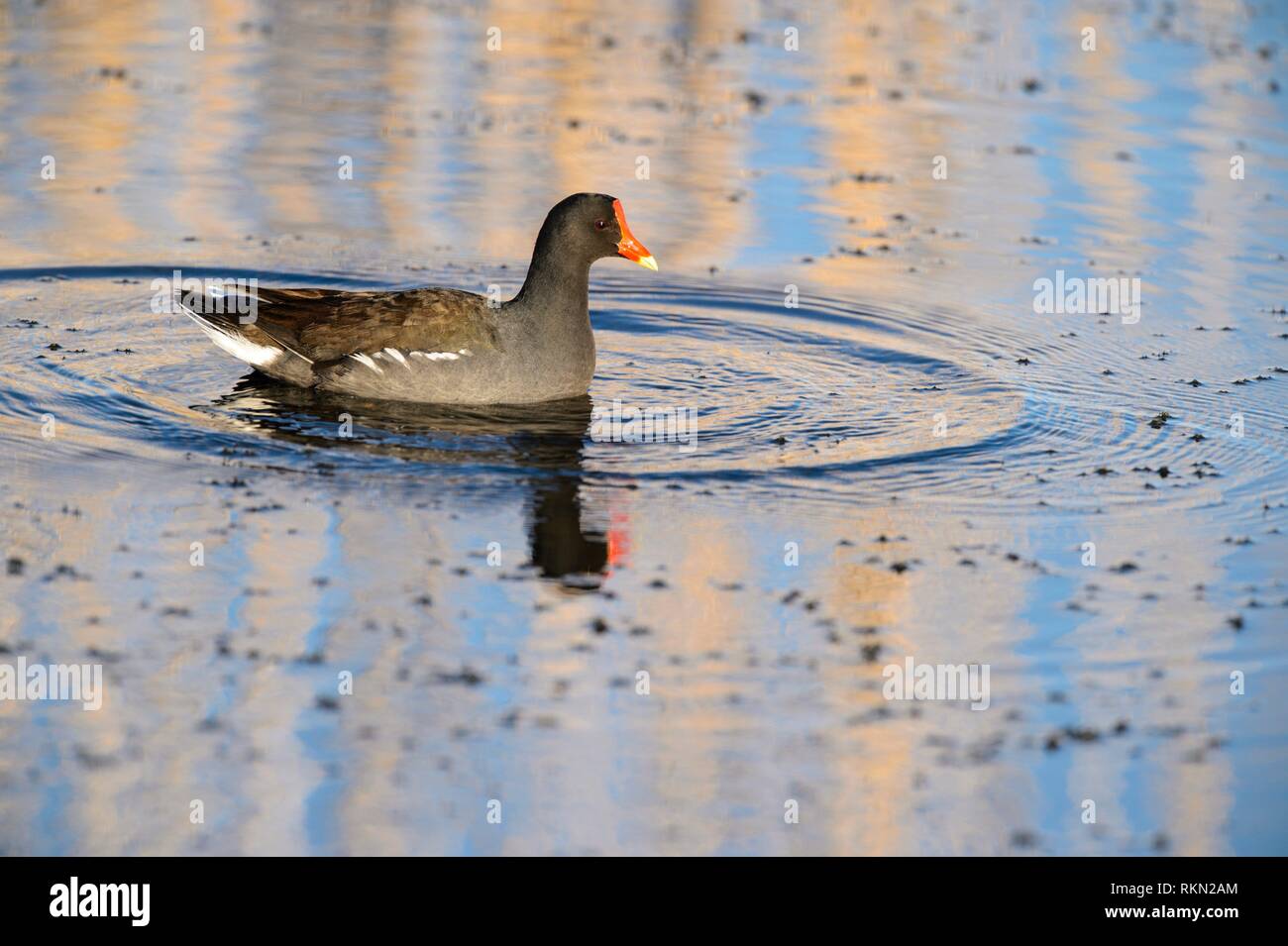 Common gallinule swimming hi-res stock photography and images - Alamy