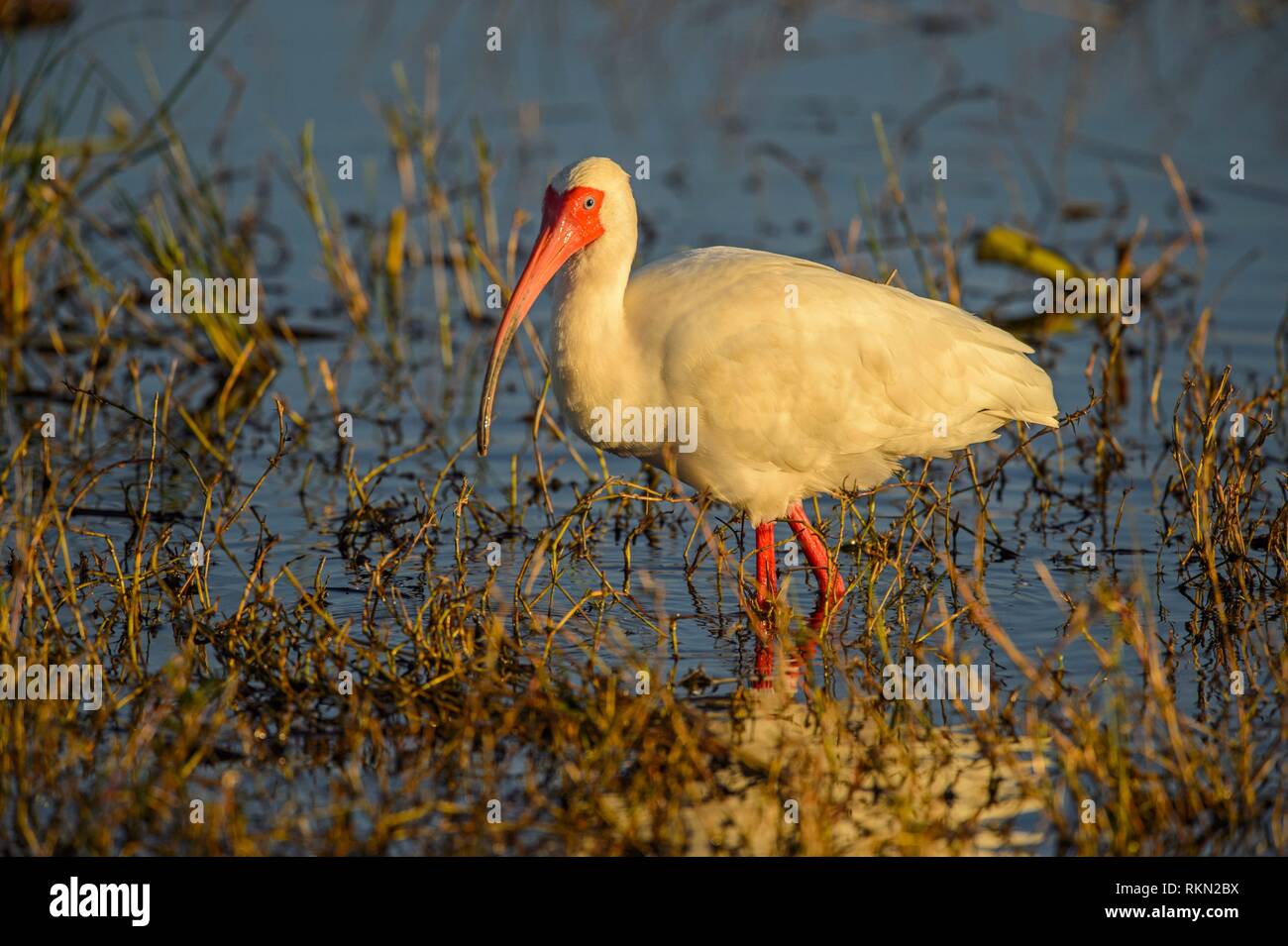 Ibis bird white avian water hi-res stock photography and images - Alamy