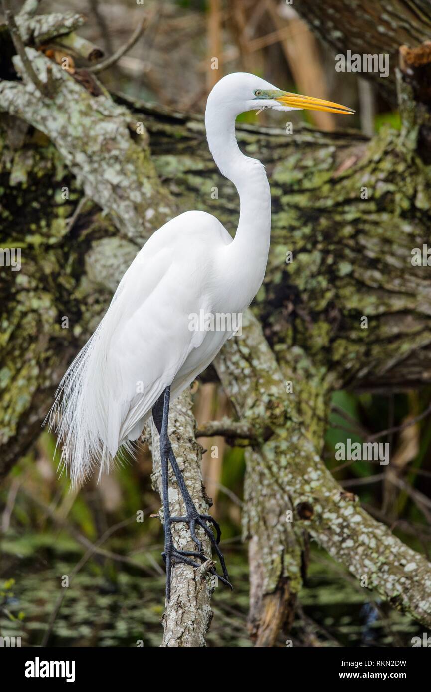 Niche breeding bird hi-res stock photography and images - Alamy