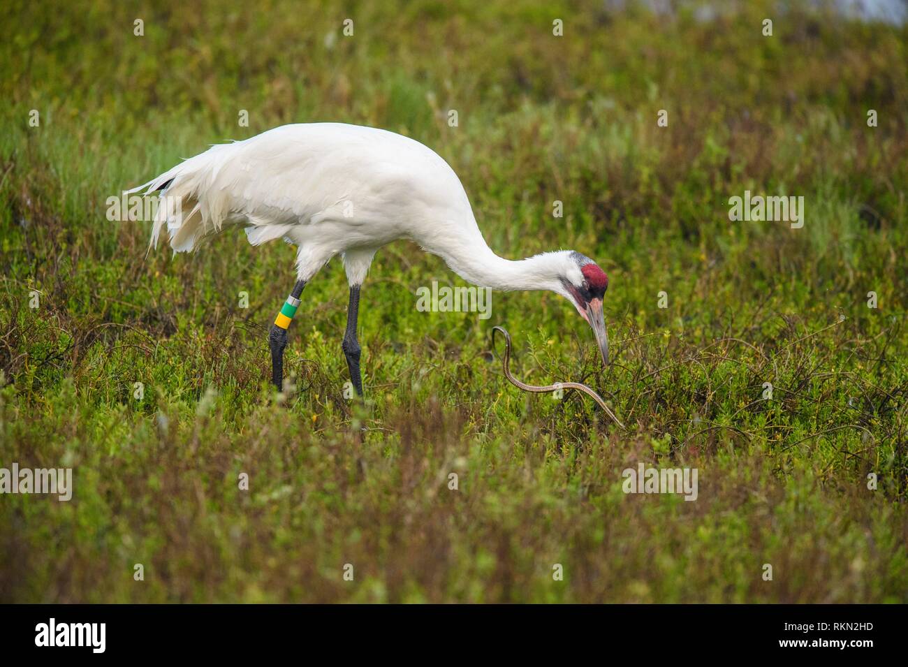 Salt water snake hi-res stock photography and images - Alamy