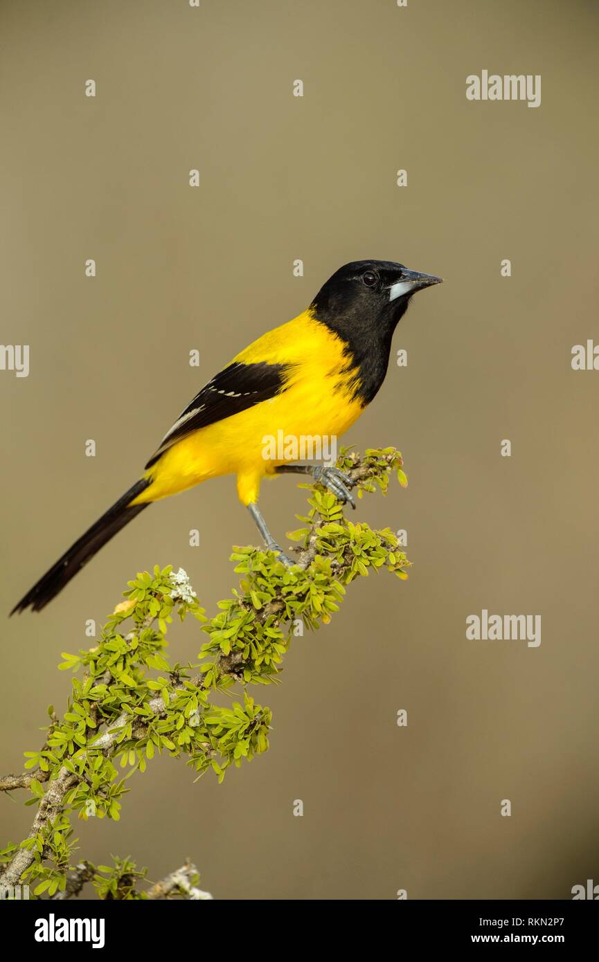 Audubons Oriole High Resolution Stock Photography and Images - Alamy