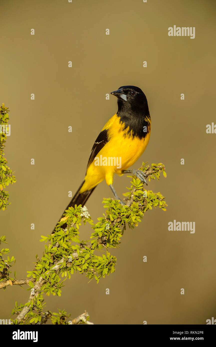 Audubons oriole hi-res stock photography and images - Alamy