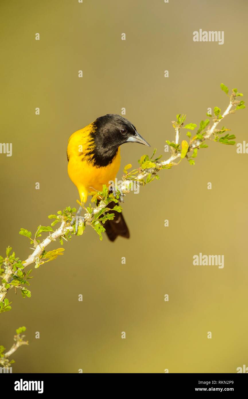 Audubons Oriole High Resolution Stock Photography and Images - Alamy