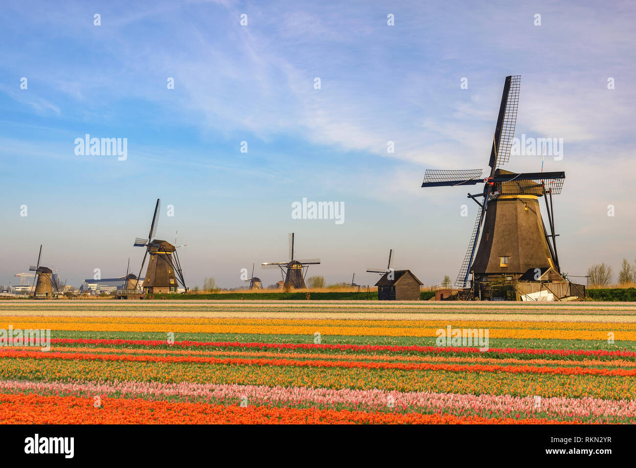 Netherlands windmill tulip hi-res stock photography and images - Alamy