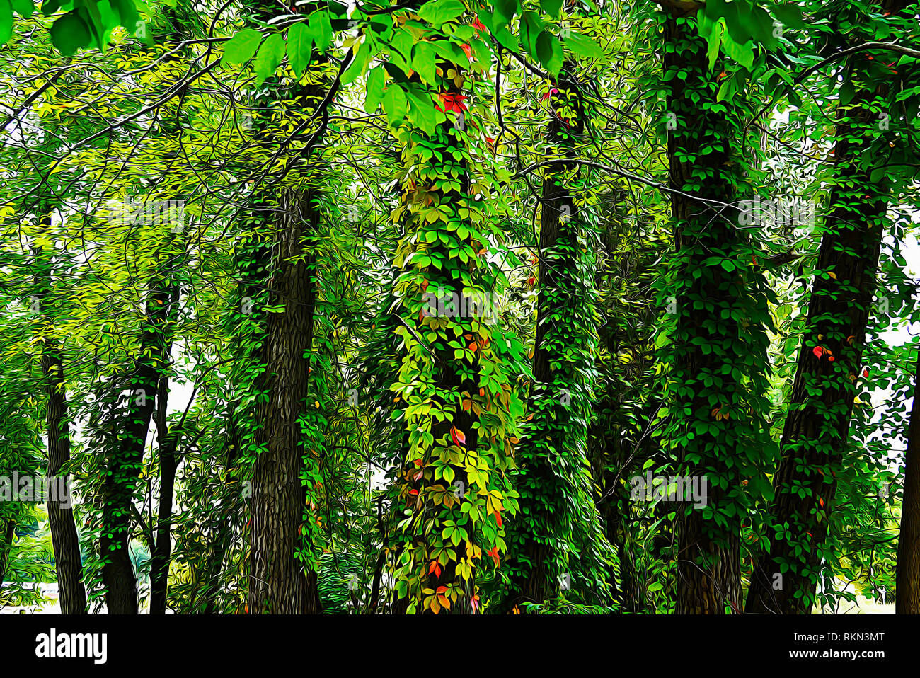 Green and red ivy leaves climbing on the trunks of trees. Hedera helix ...