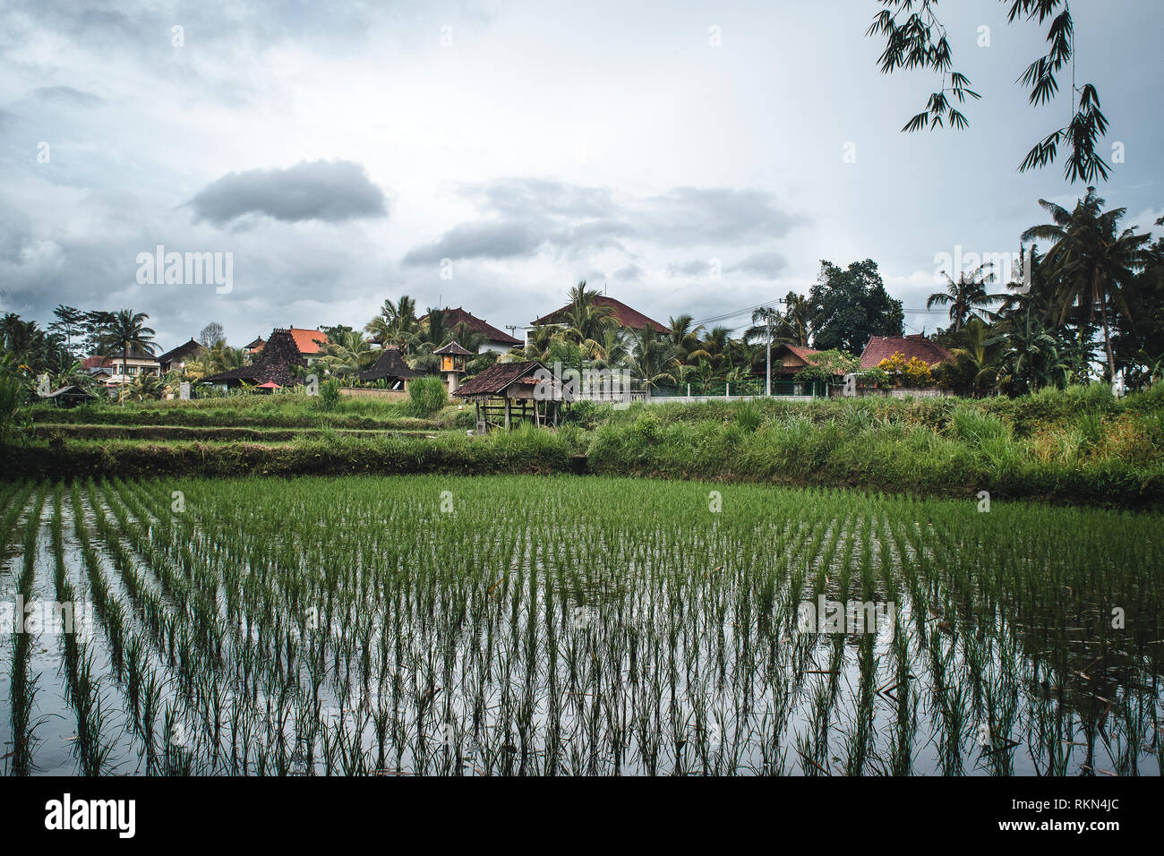 Ubud Rice Field 3 Stock Photo - Alamy
