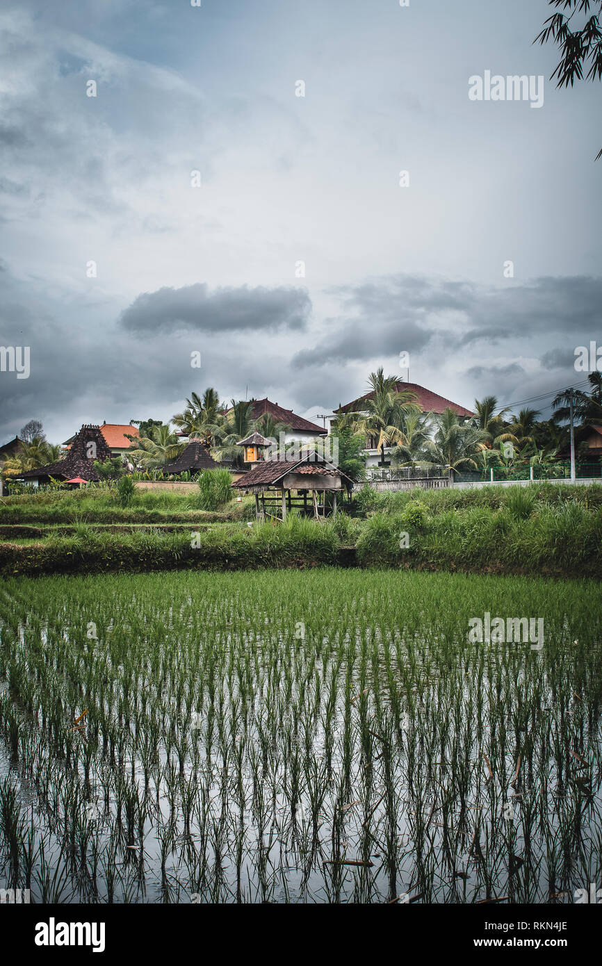 Ubud Rice Field 2 Stock Photo - Alamy