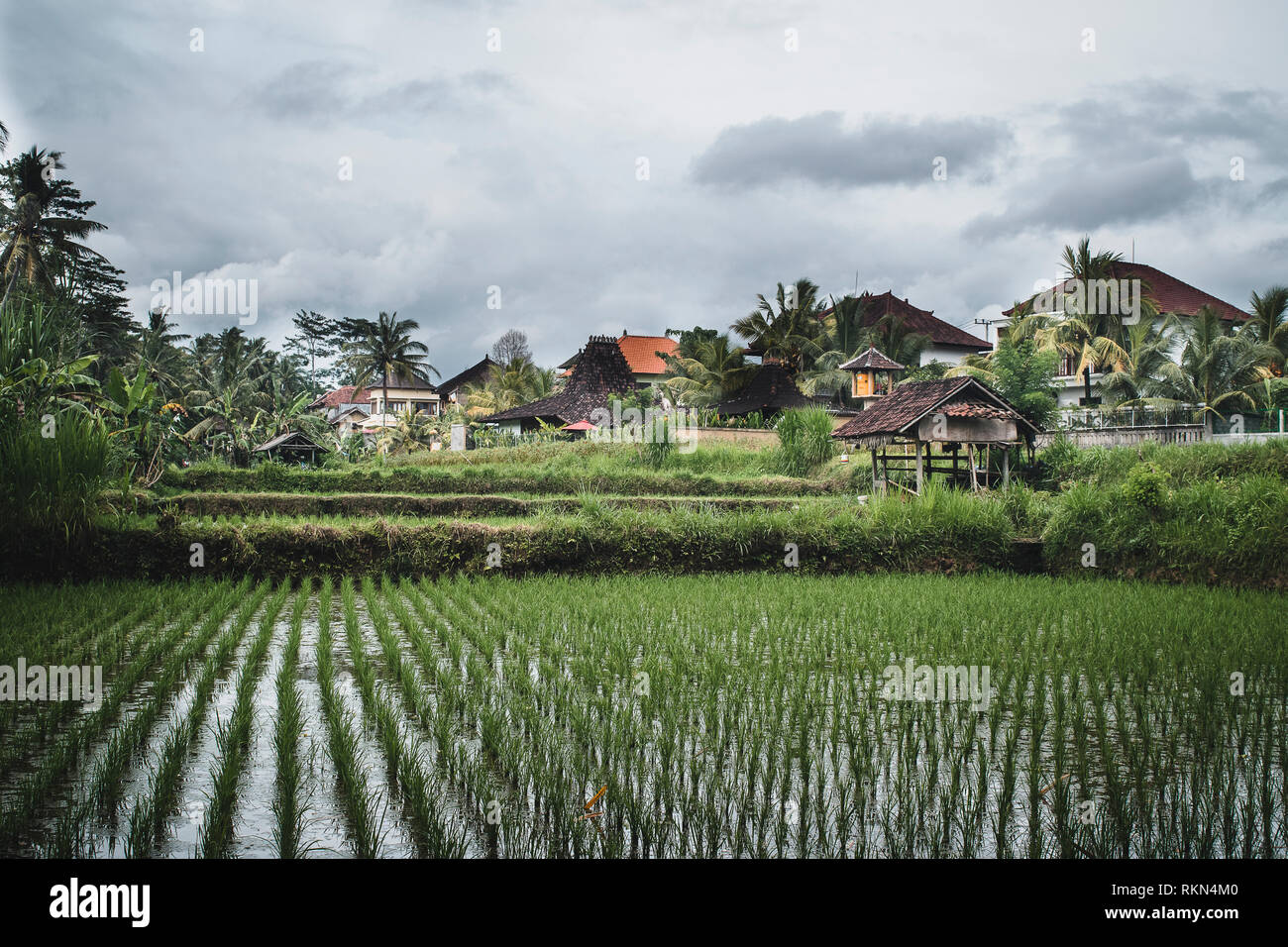 Ubud rice hi-res stock photography and images - Alamy