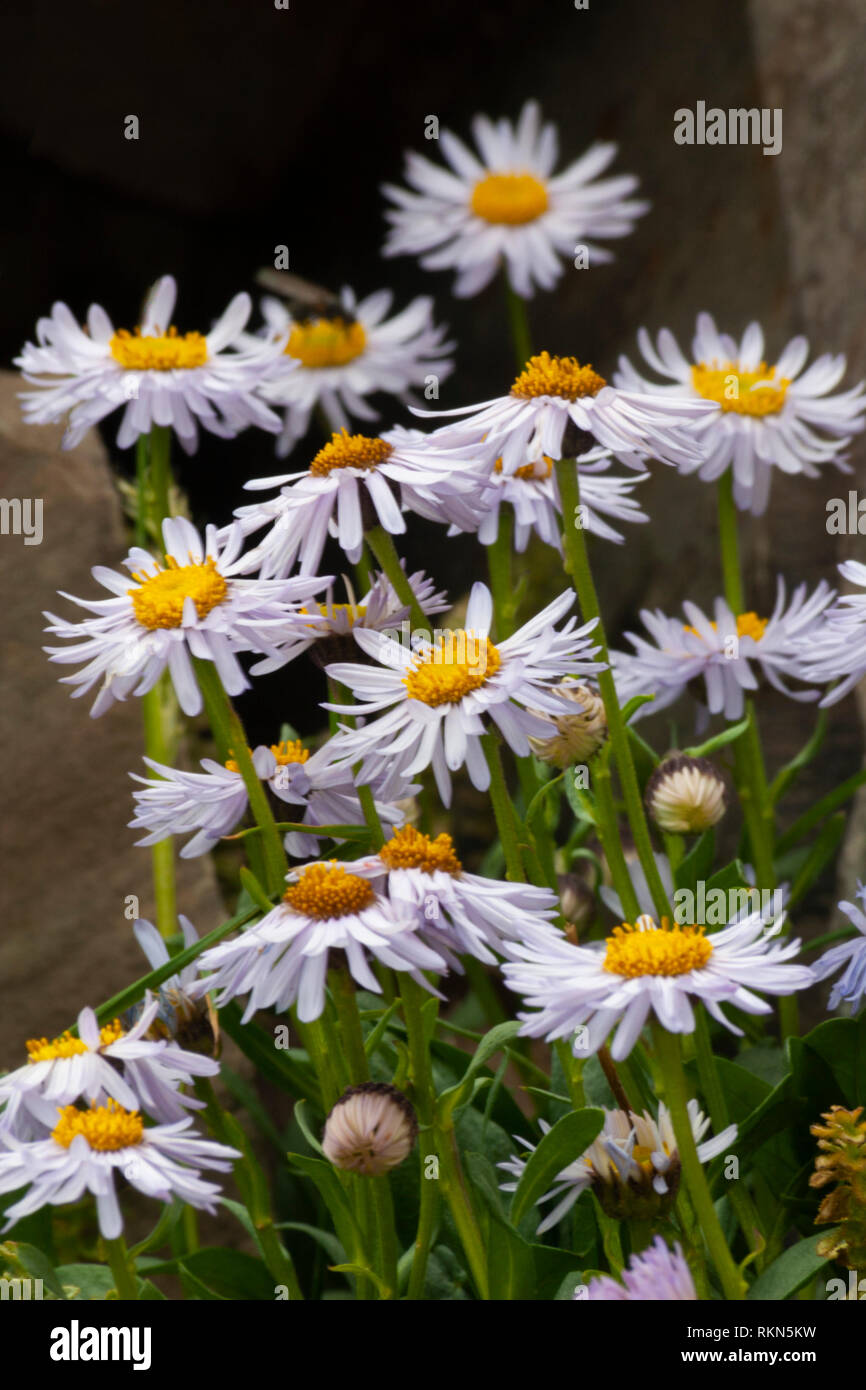 Cluster of daisies hi-res stock photography and images - Alamy