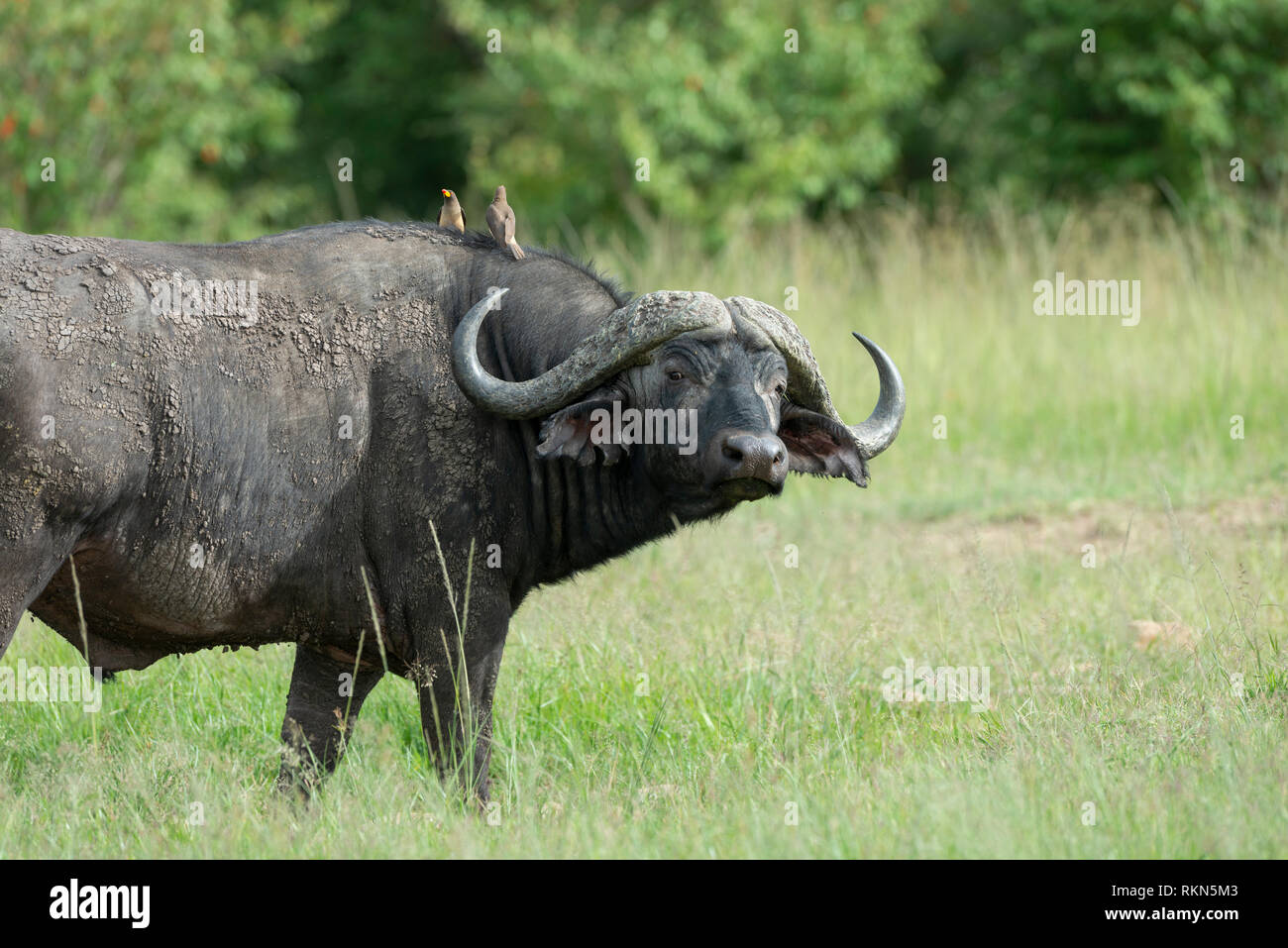 Buffalo cub cape buffalo cub hi-res stock photography and images - Alamy