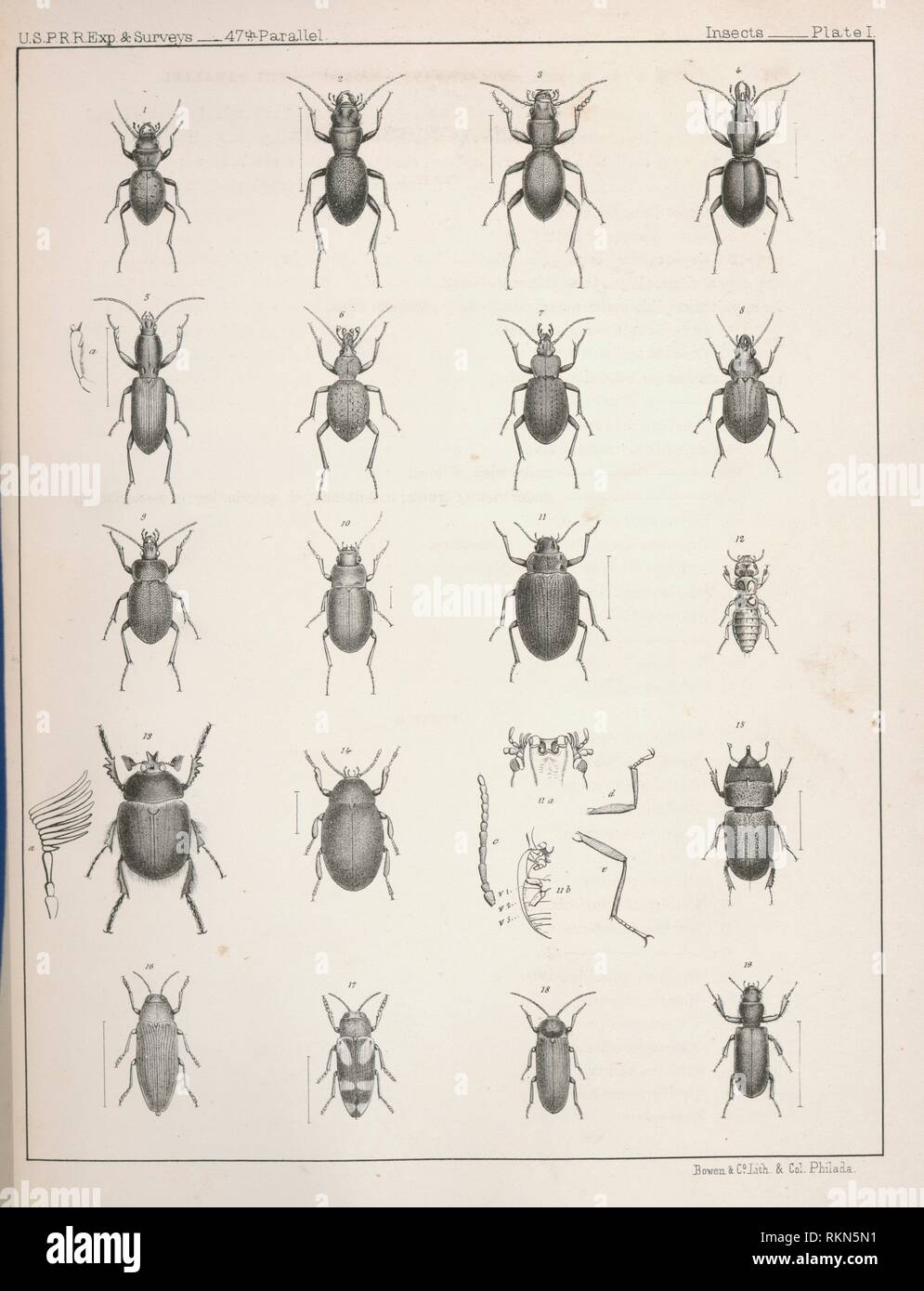 Omus californicus hi-res stock photography and images - Alamy