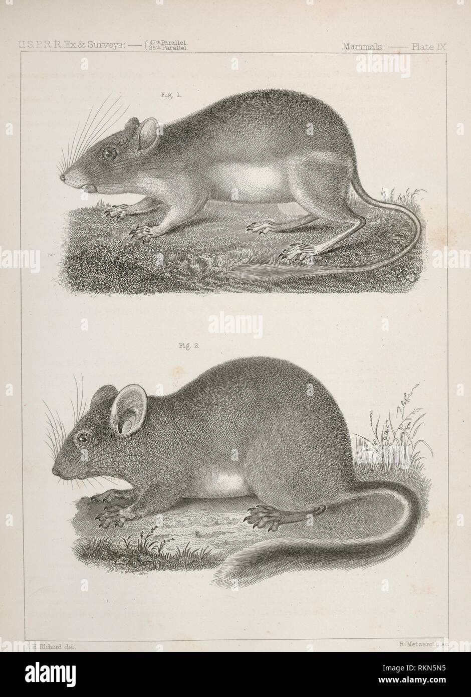 Dipodomys agilis hi-res stock photography and images - Alamy