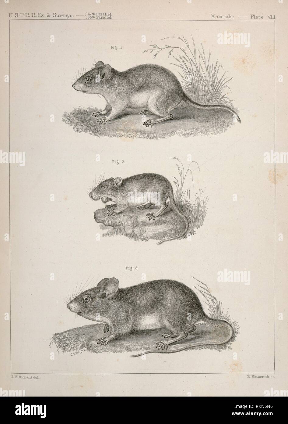 Perognathus flavus hi-res stock photography and images - Alamy