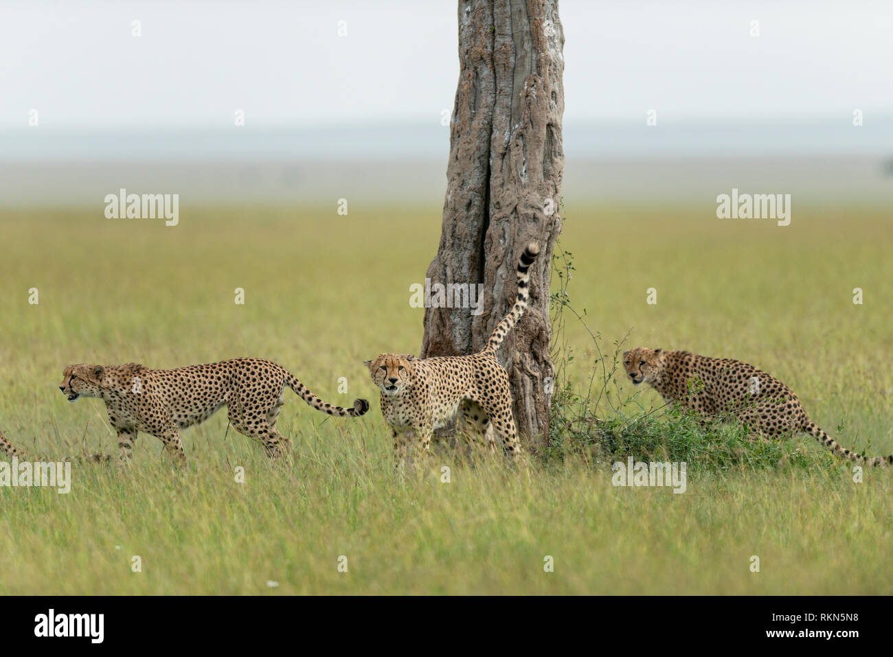 Male breeding territories hi-res stock photography and images - Alamy