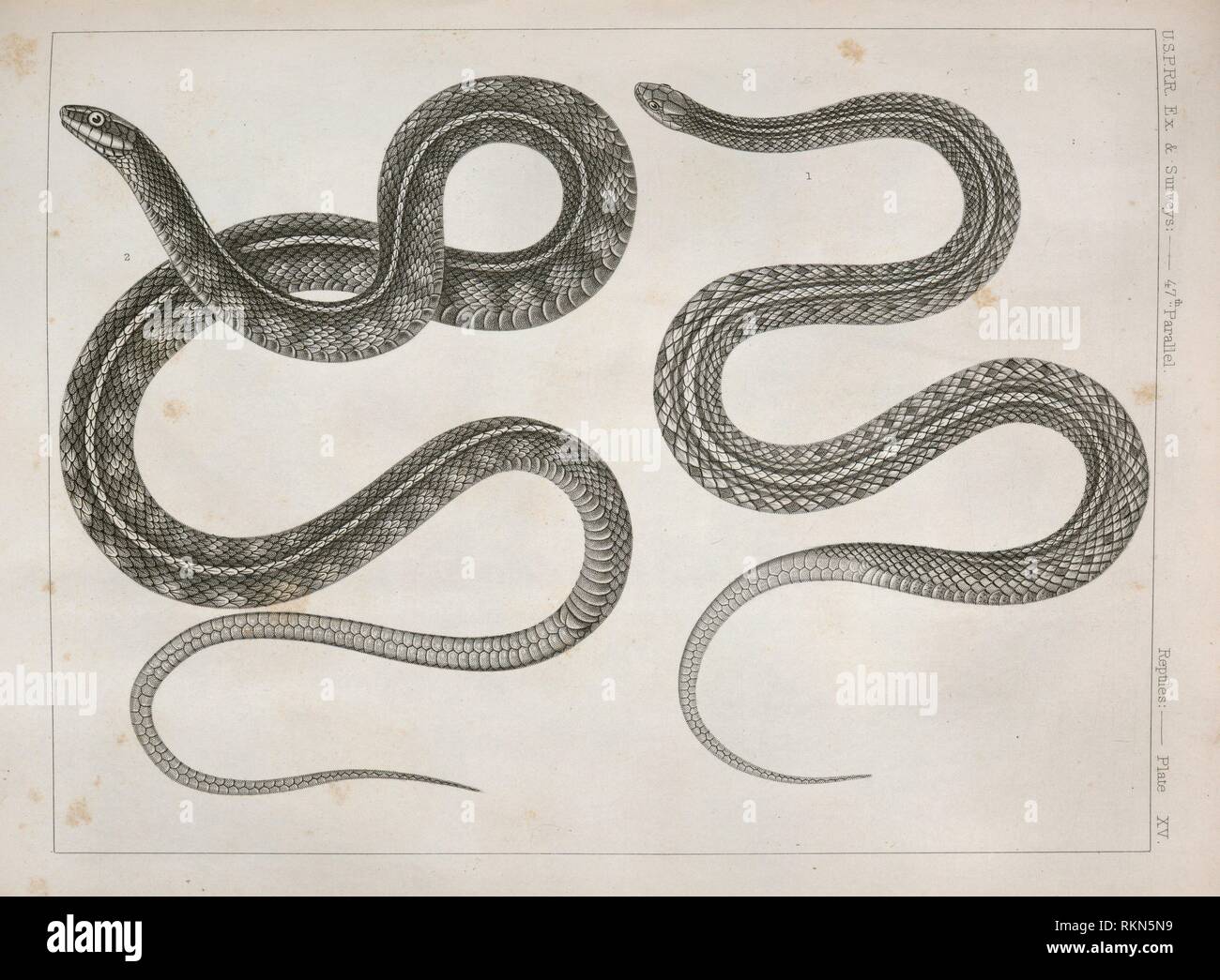 Gator Snakes Striped