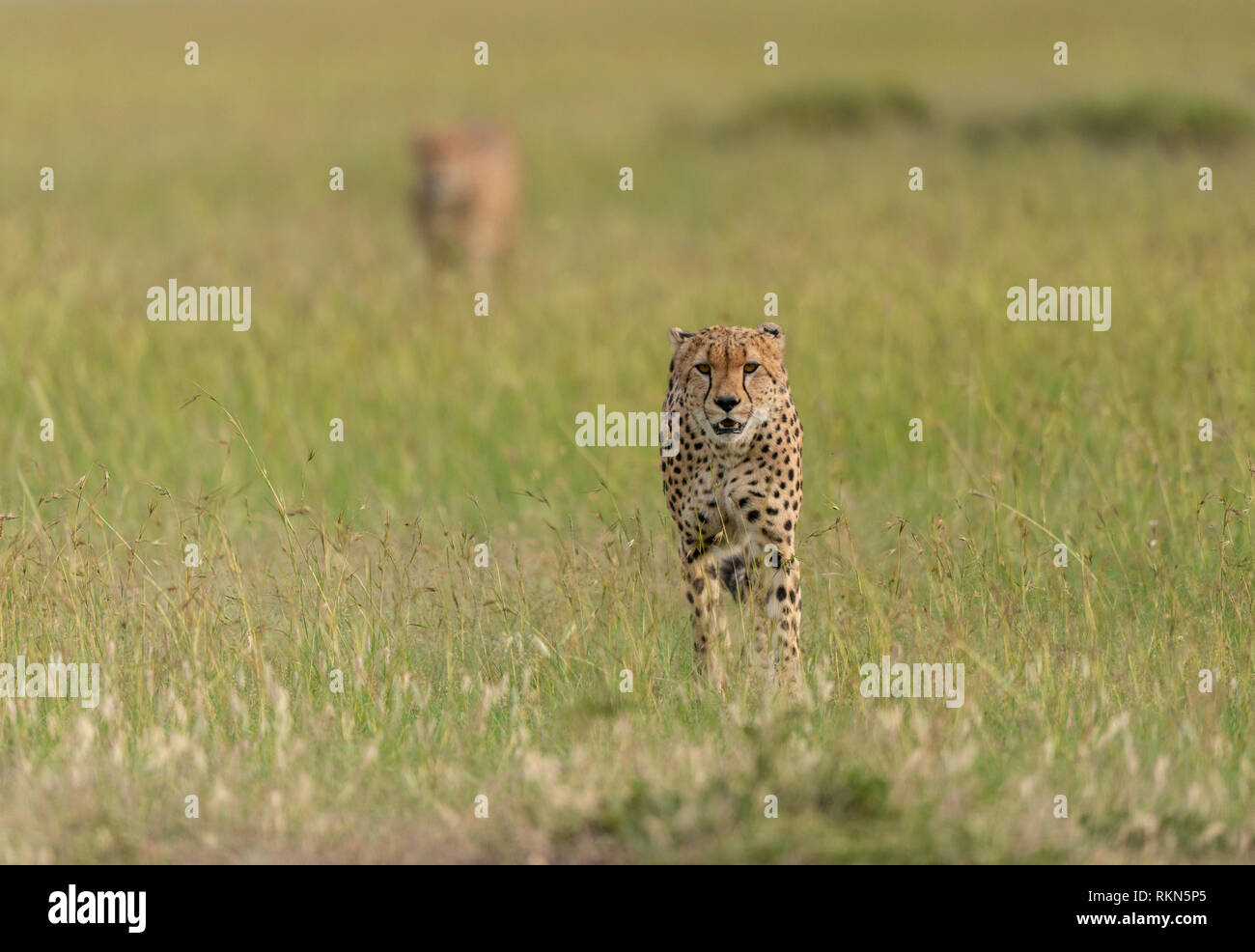 Cheetah cub at river hi-res stock photography and images - Alamy