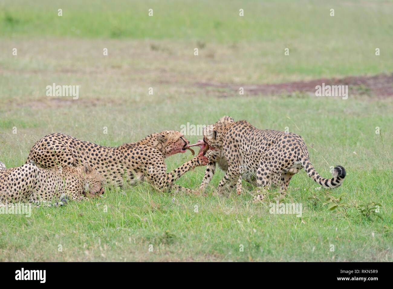 Cheetah cub gazelle hi-res stock photography and images - Alamy