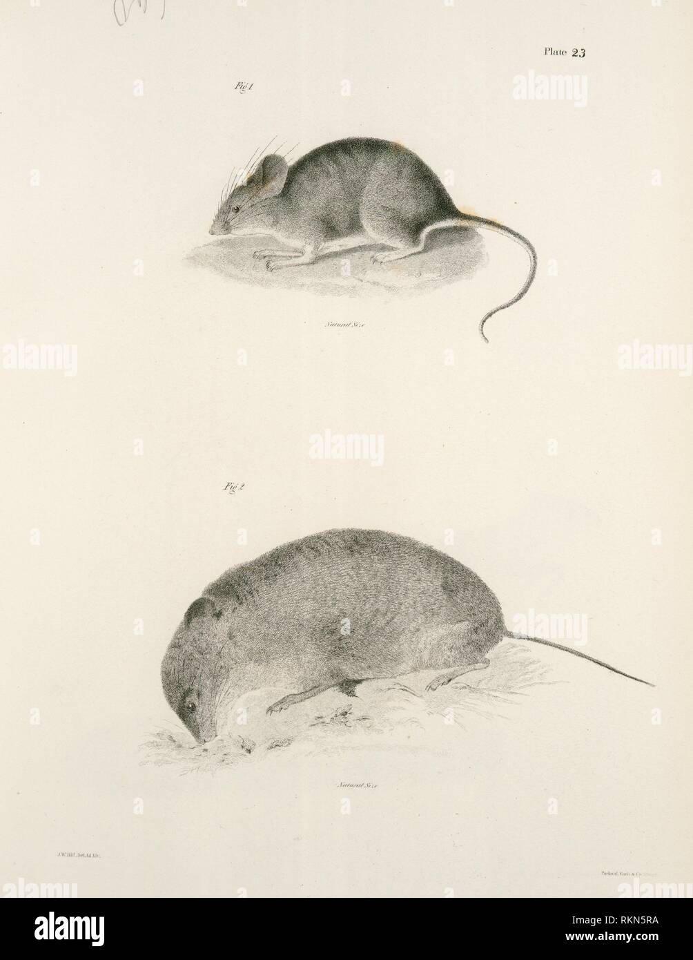 Meadow jumping mouse hi-res stock photography and images - Alamy