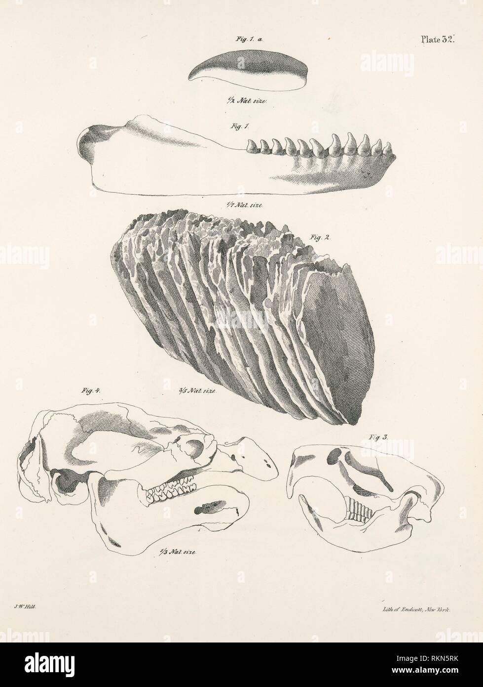 Skull And Lower Jaw Of A Stock Photos & Skull And Lower Jaw Of A Stock ...