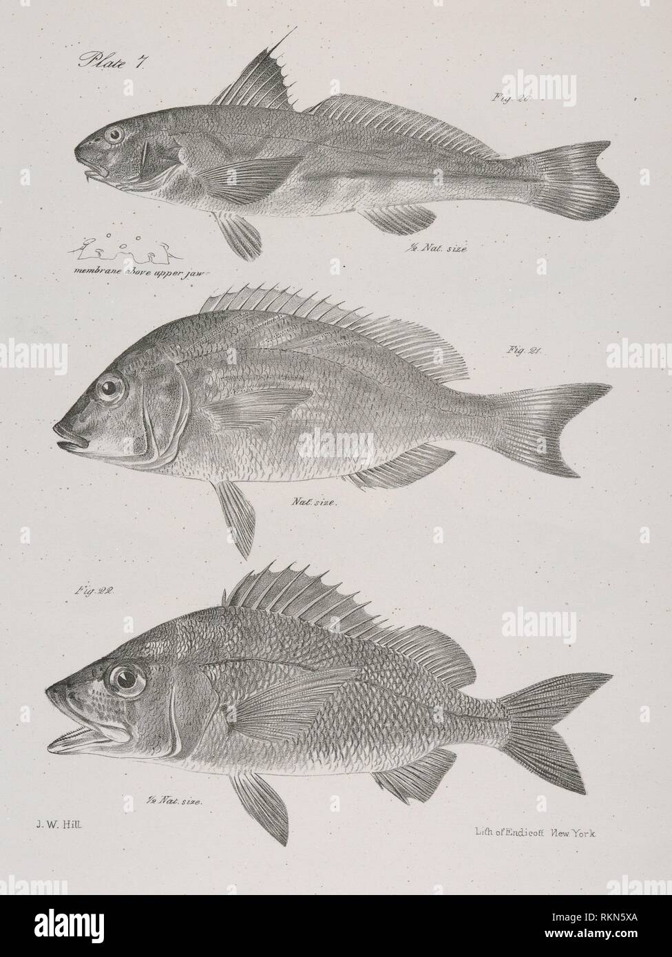 Yellow finned fish hi-res stock photography and images - Alamy