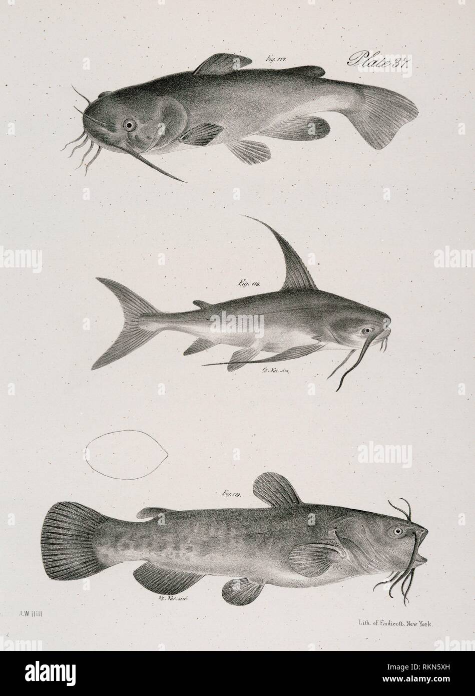 Common Catfish High Resolution Stock Photography and Images - Alamy