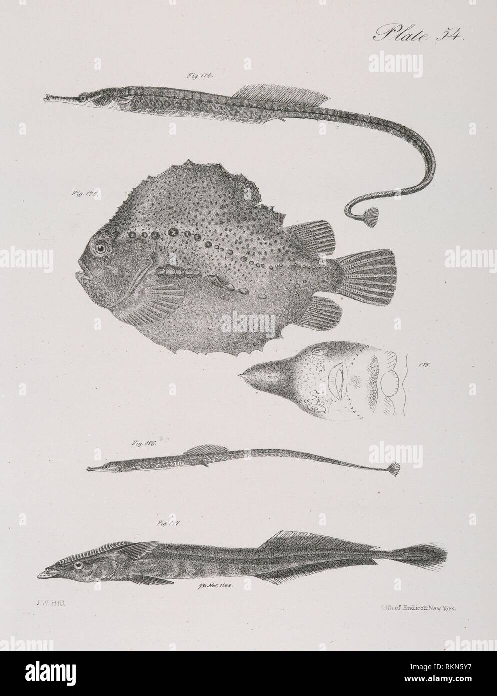 Lump fish hi-res stock photography and images - Alamy